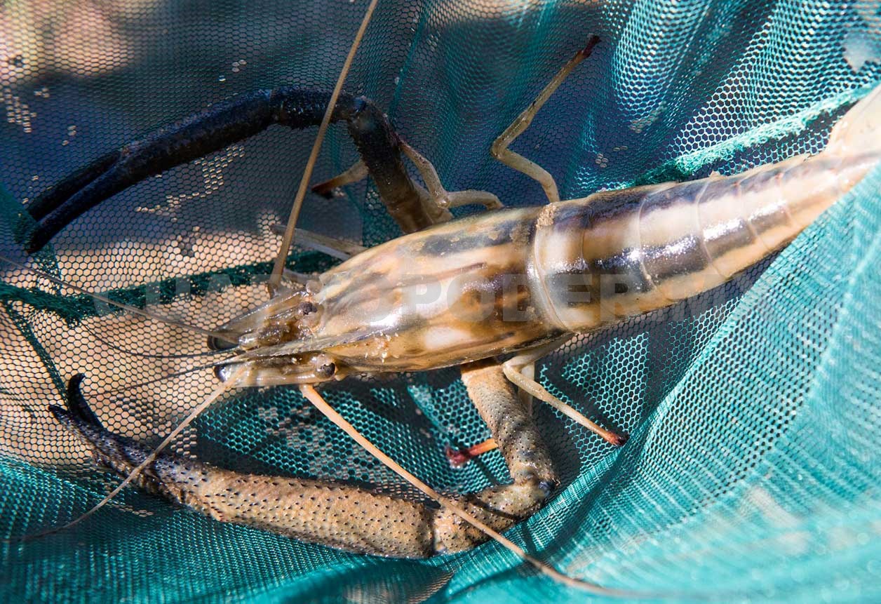 Pigua, crustáceo reproducido en laboratorio