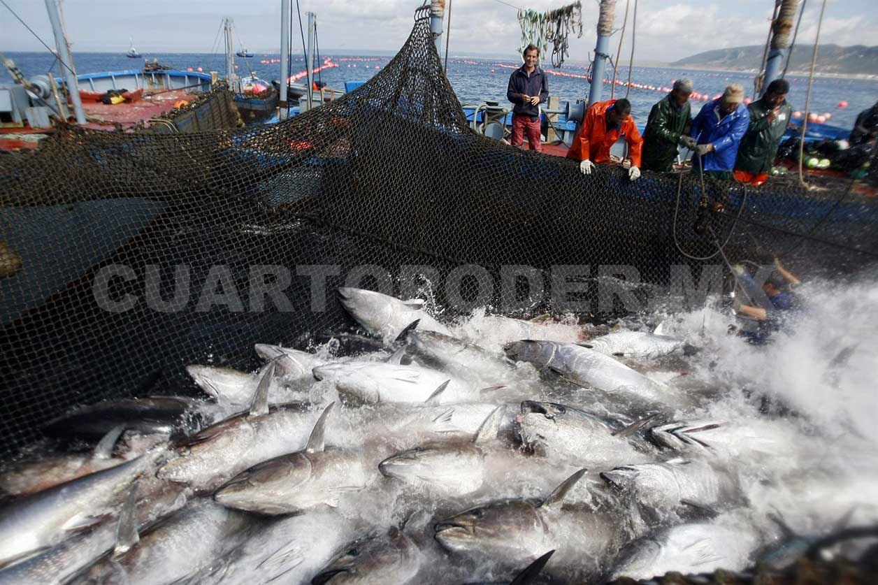 En breve, temporada de captura de atún