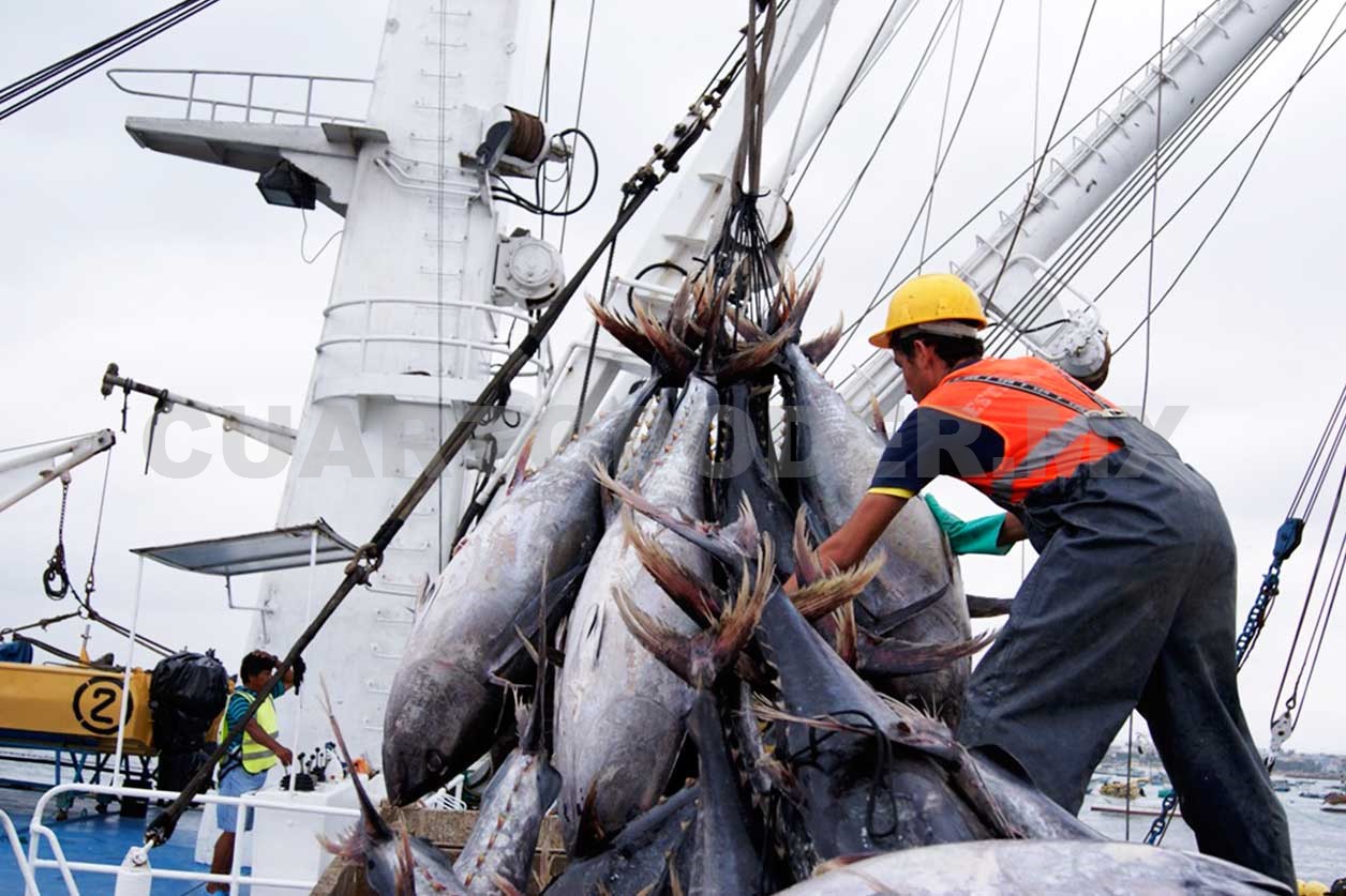 Inicia temporada de pesca de atún