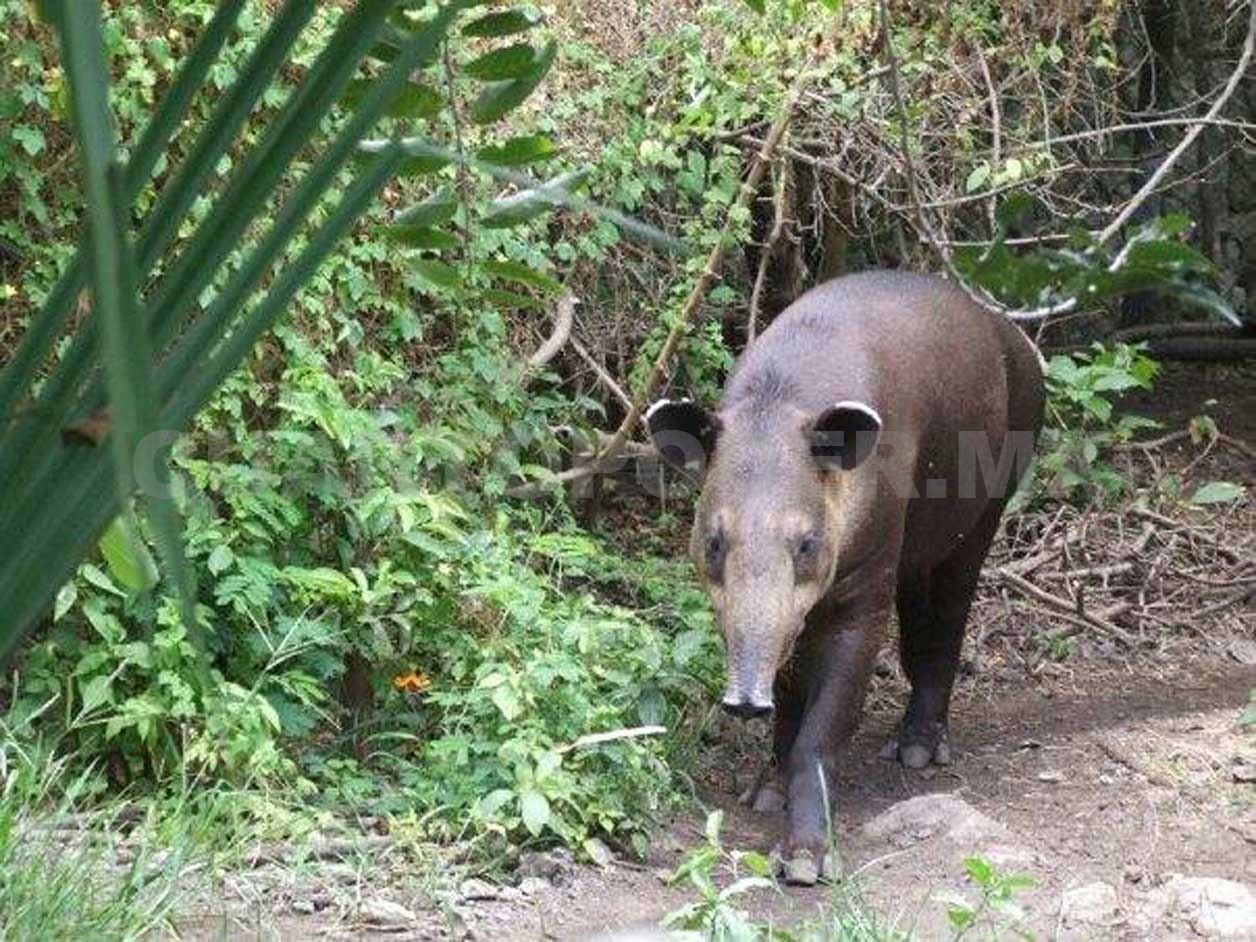 Llaman a proteger hábitat del tapir