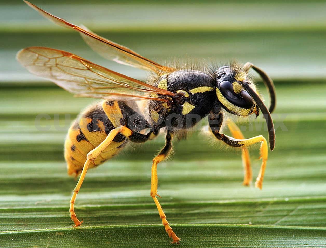 Descubren a la avispa más grande y peligrosa del mundo